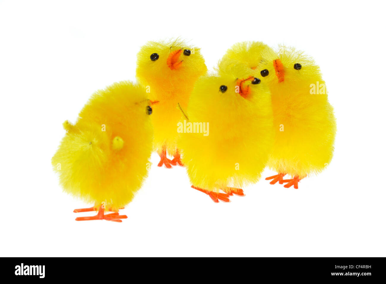 yellow chicklings photo on the white background Stock Photo - Alamy