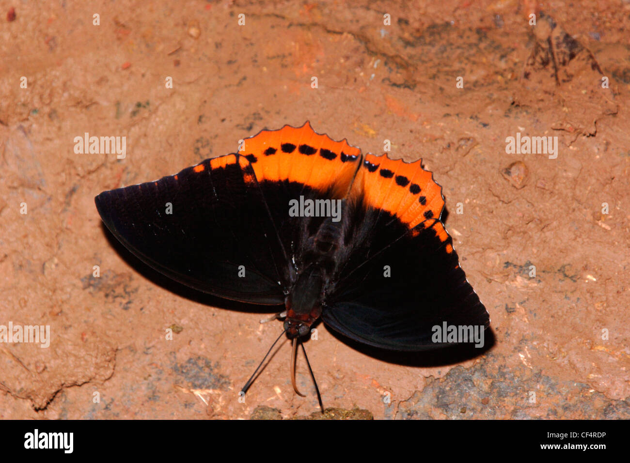 Charaxes protoclea (nymphalidae) hi-res stock photography and images ...