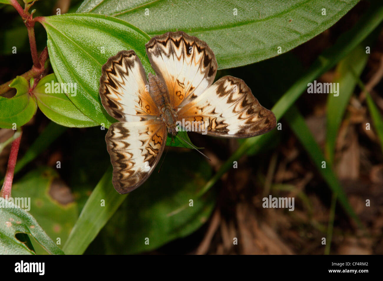 Cymothoe caenis hi-res stock photography and images - Alamy