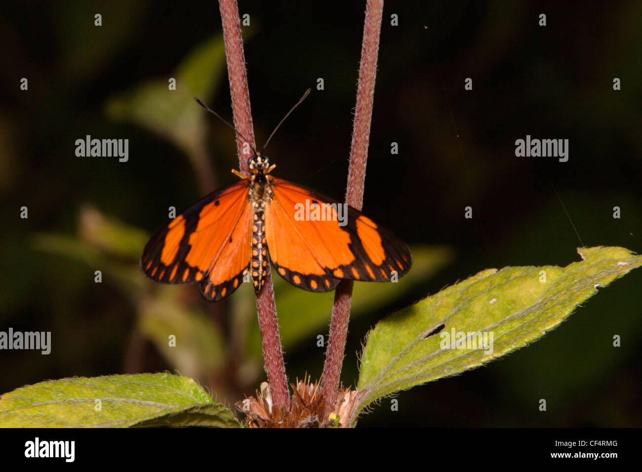 Small Orange/Dancing Acraea Butterfly (Acraea serena : Acraeidae) in ...