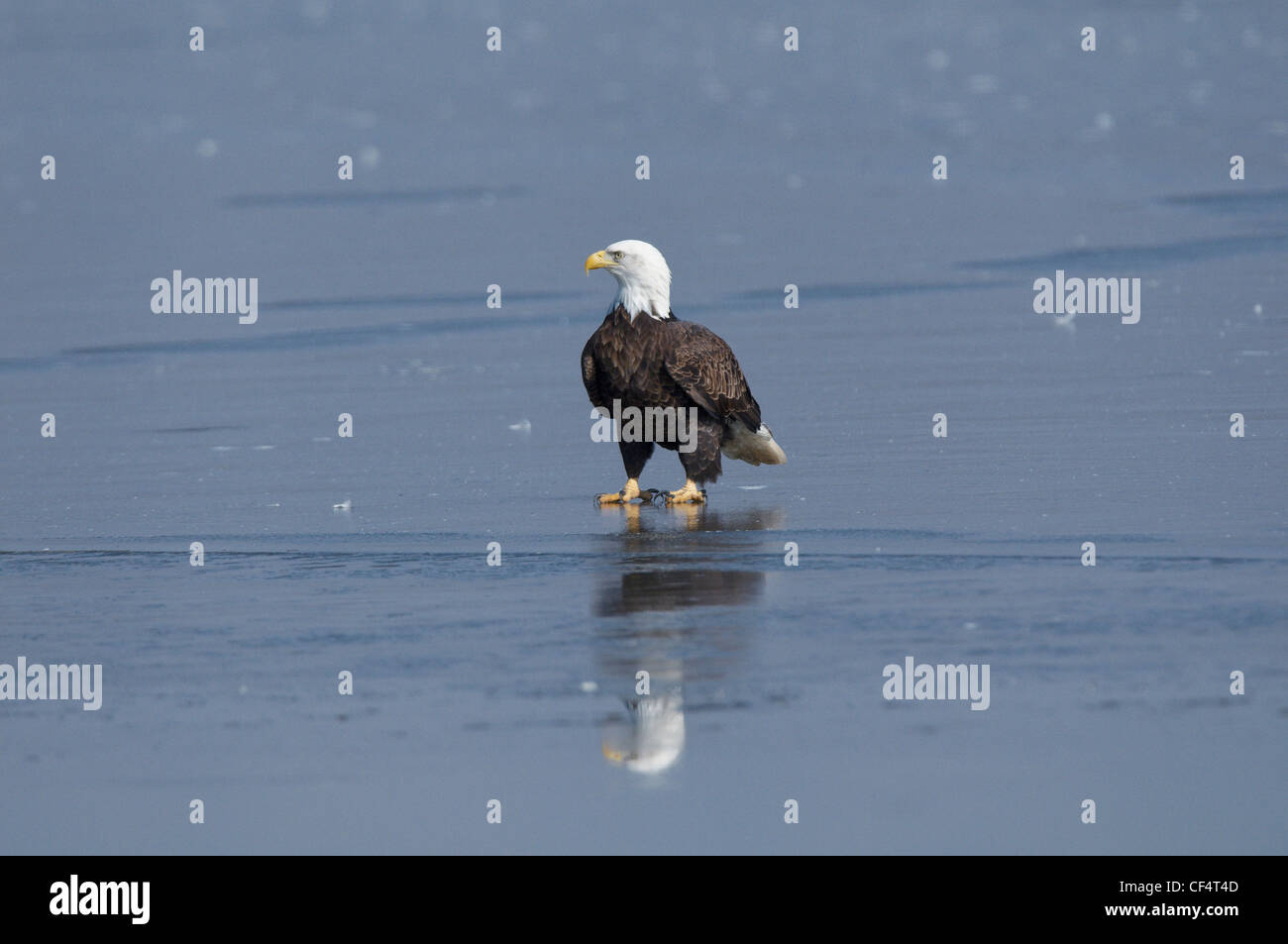 Adult Bald Eagle standing on frozen Mississippi River Stock Photo - Alamy