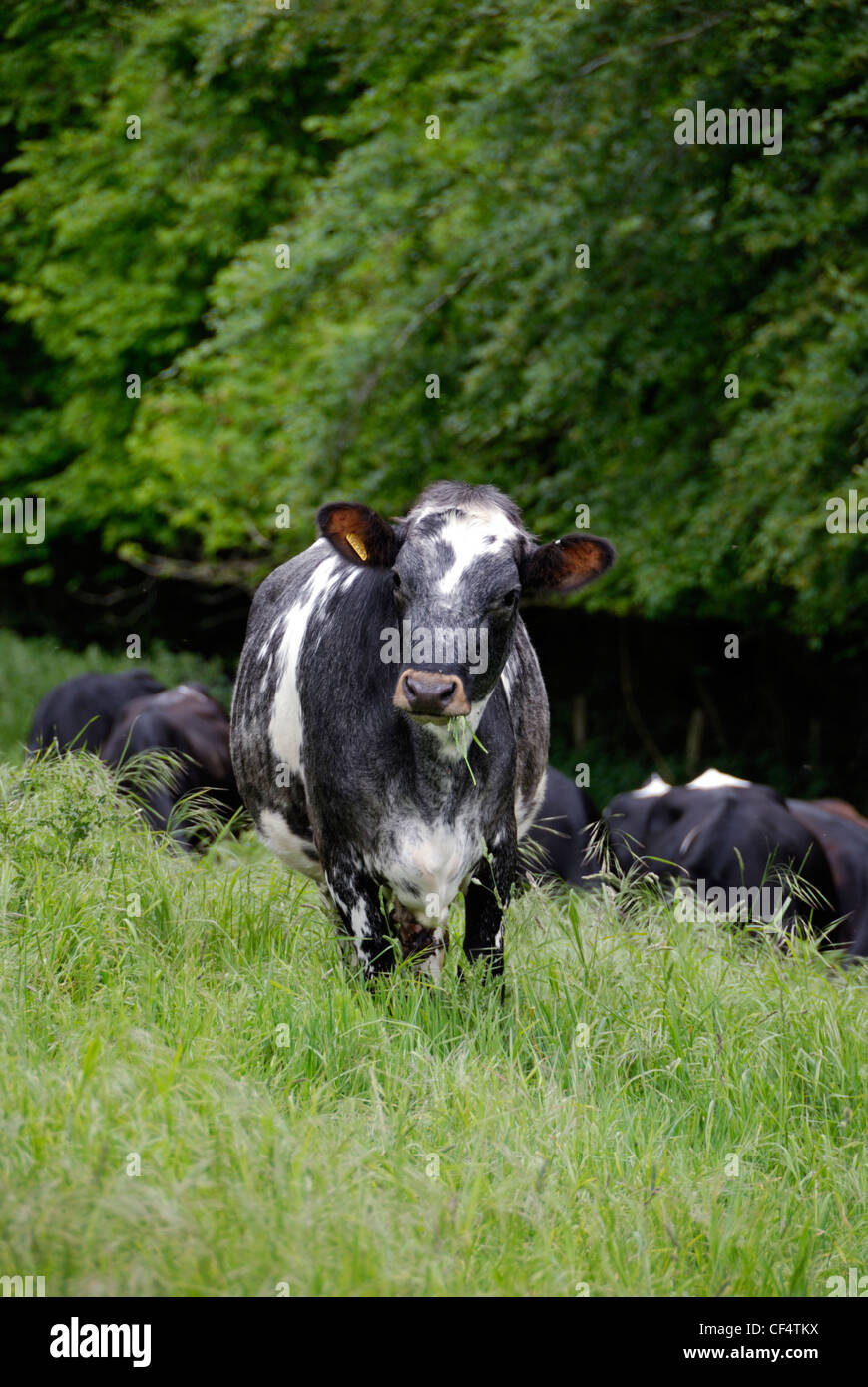 A Holstein cow in a field Stock Photo - Alamy