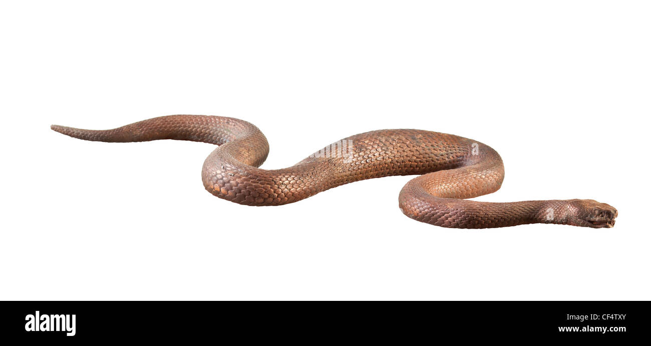 Brass snake isolated on white background Stock Photo - Alamy