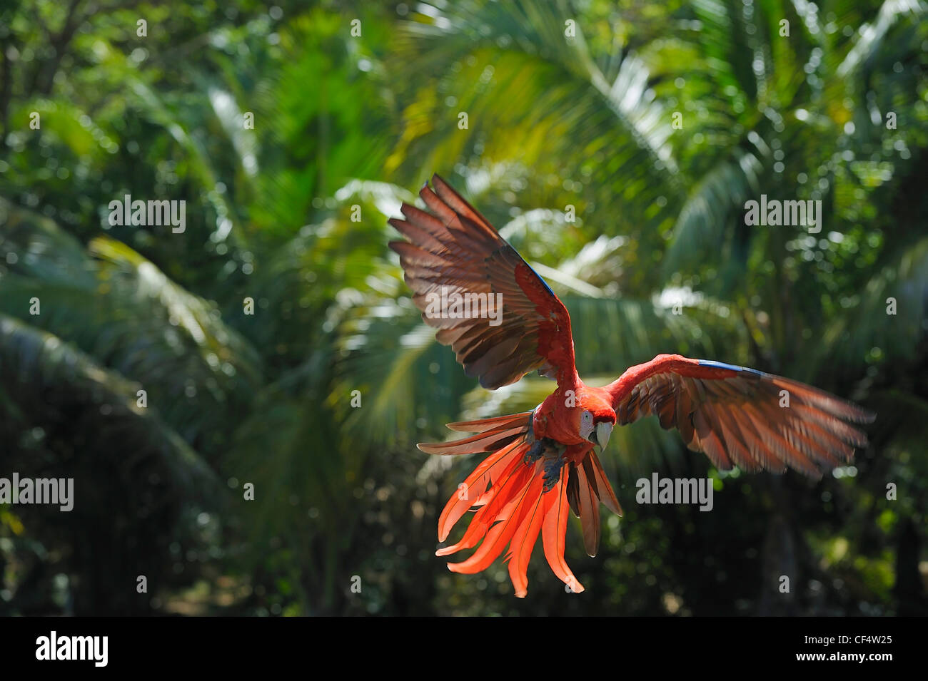 Latin America, Honduras, Bay Islands, Roatan, Scarlet macaw parrot ...