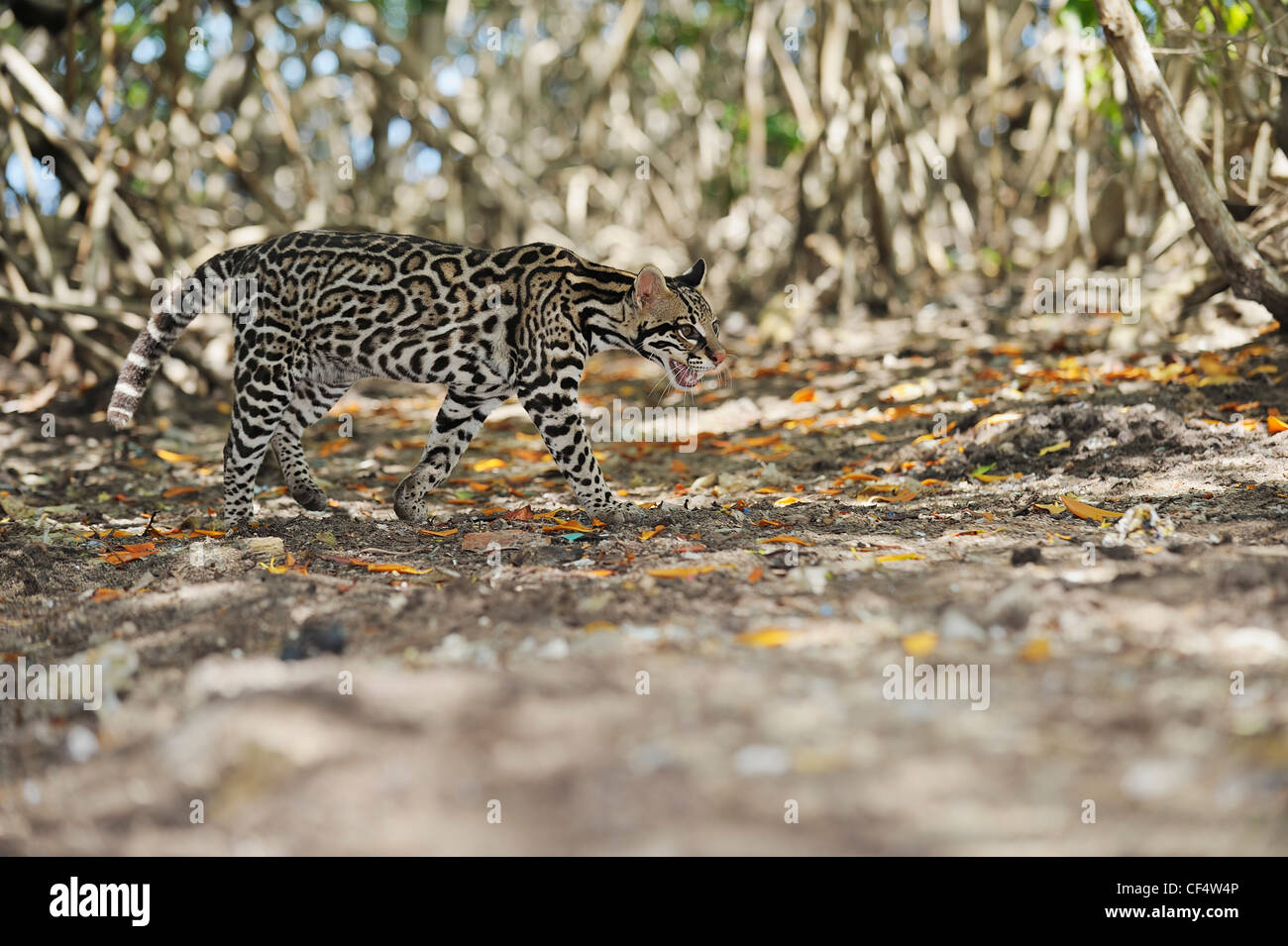 America my america hi-res stock photography and images - Alamy