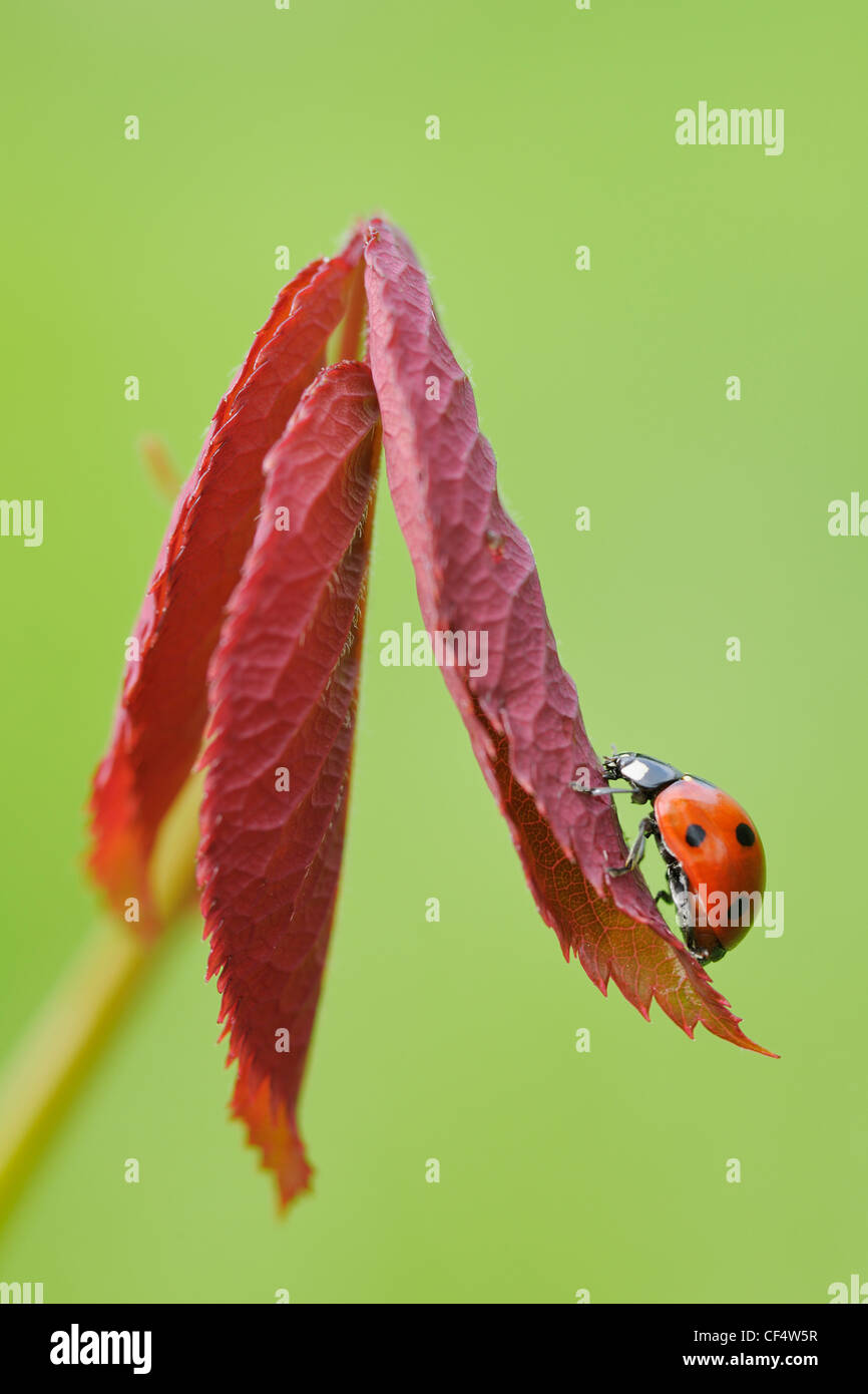 Lady bird beetle hi-res stock photography and images - Alamy
