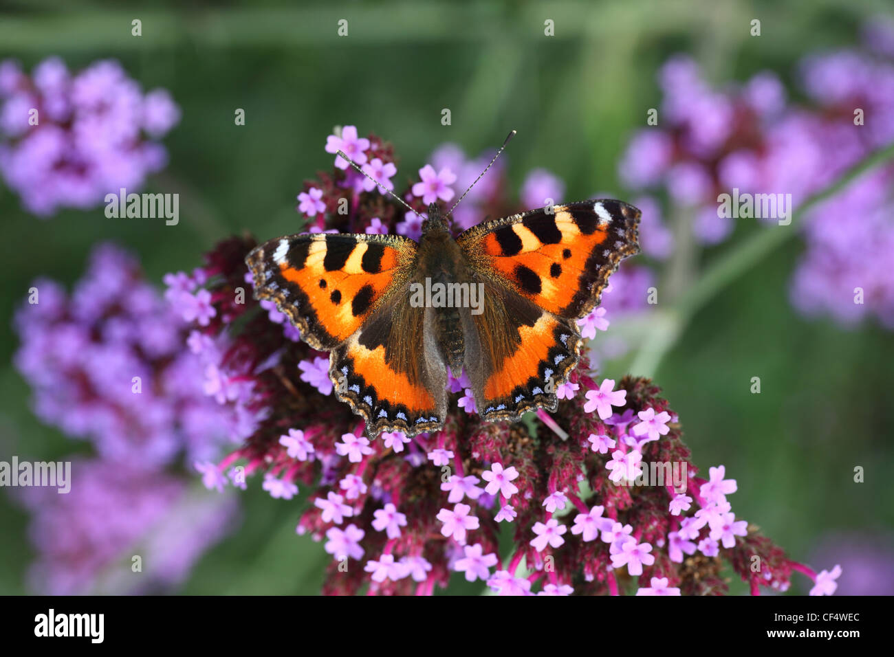 Urticaria face hi-res stock photography and images - Alamy