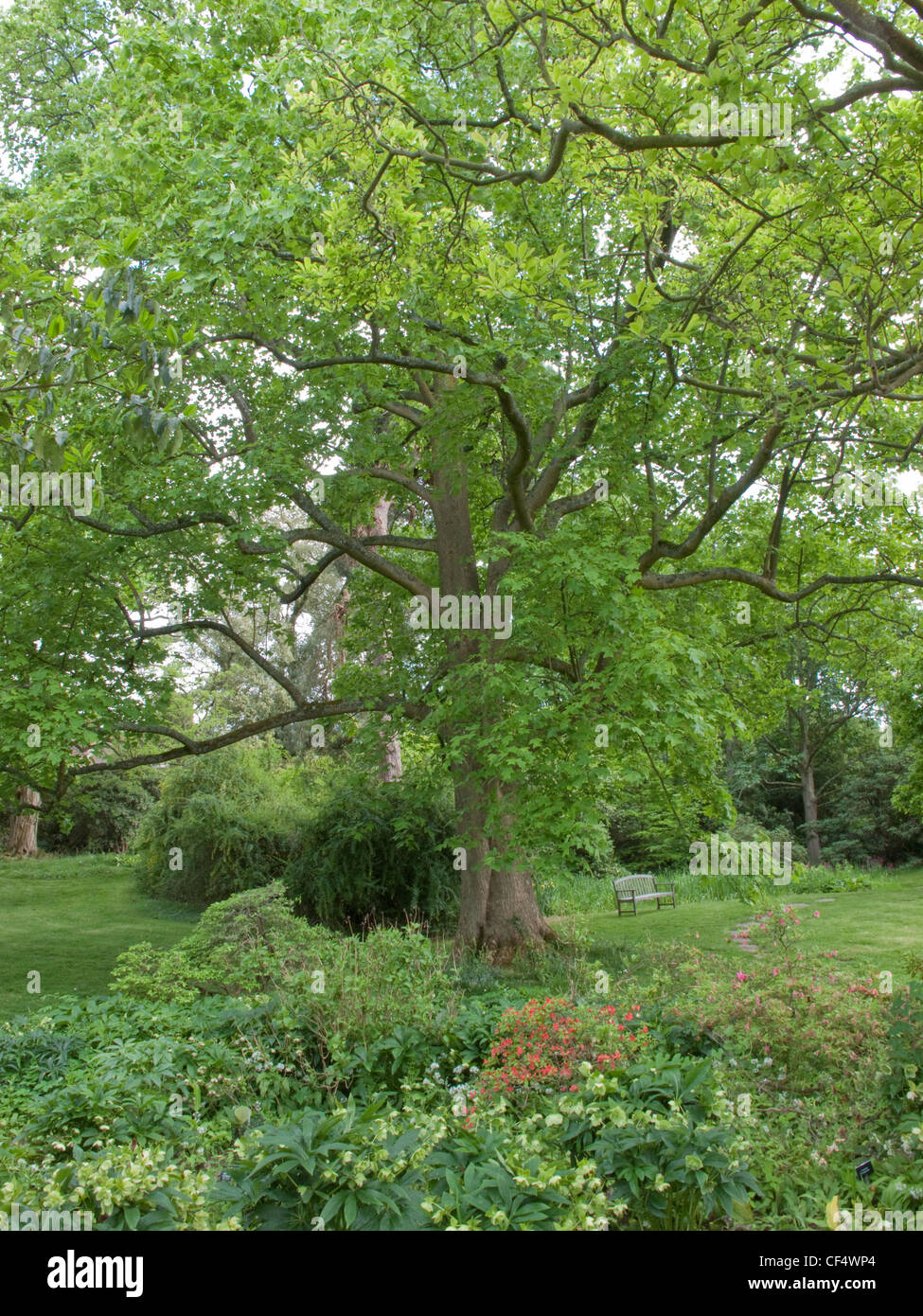 Gardens A seat in the shade from which to admire the unusual Tulip Tree ...