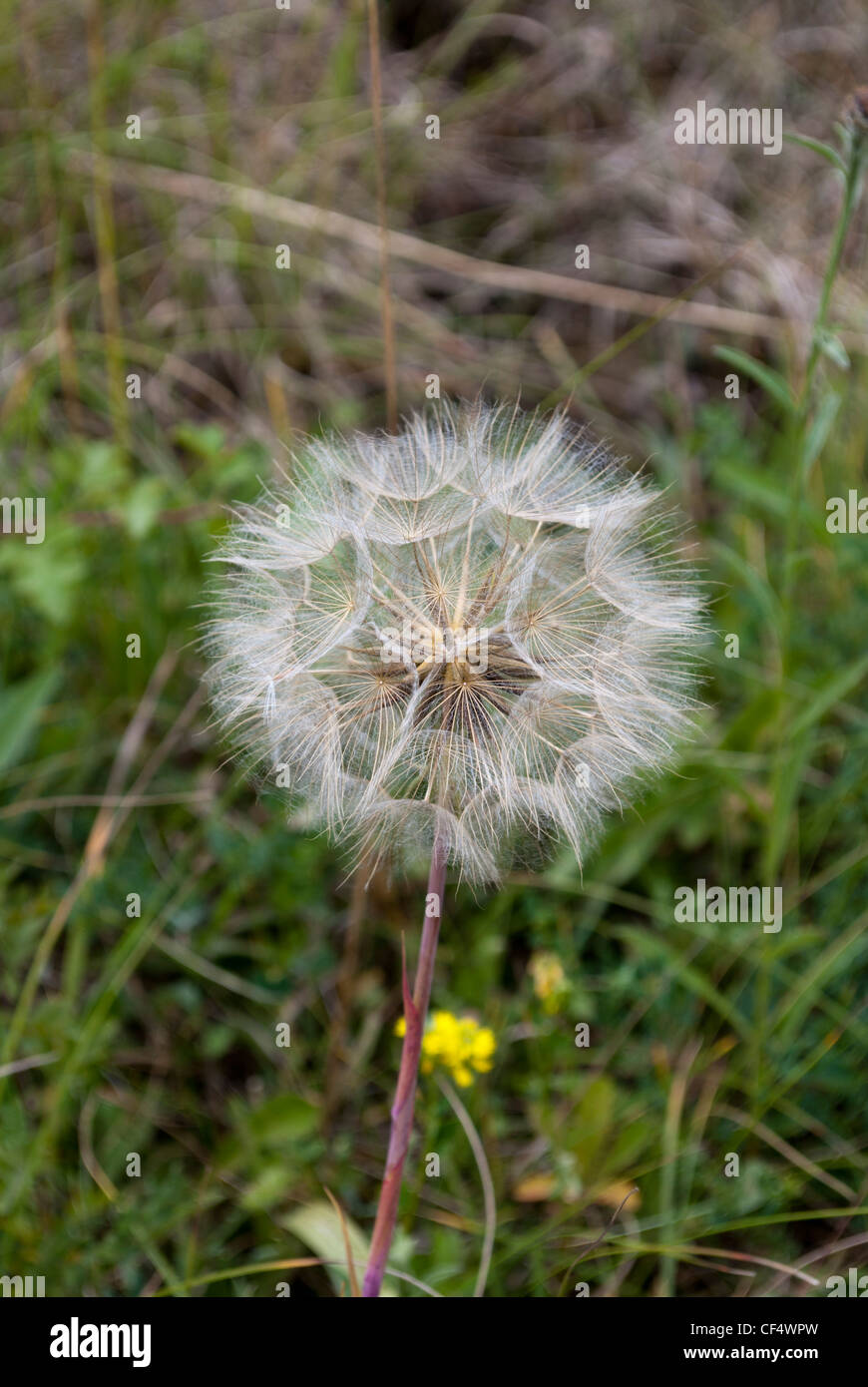 Salsify / goatsbeard seed head Stock Photo - Alamy