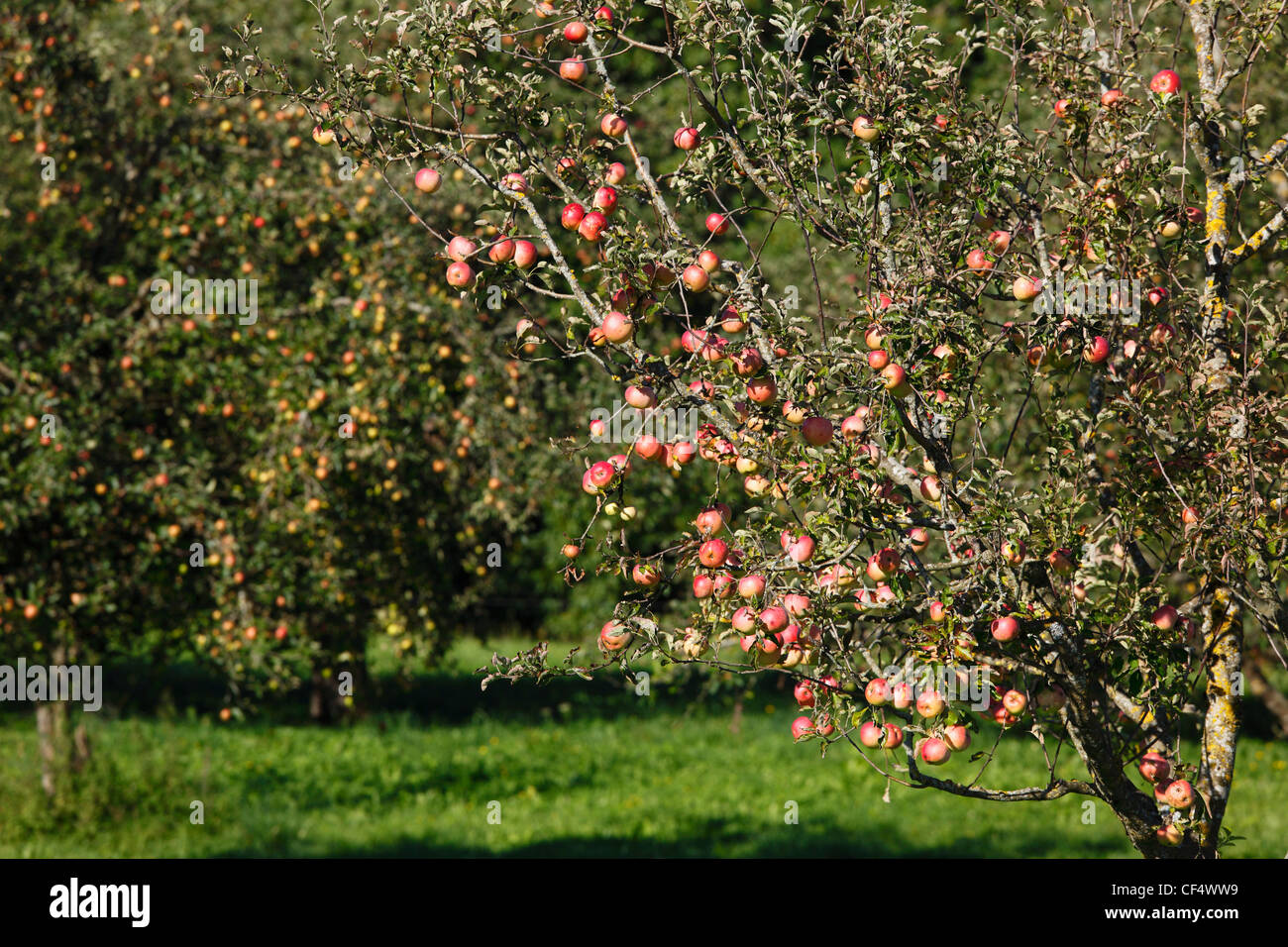 Germany, Bavaria, Upper Bavaria, Apple trees in apple orchard Stock ...