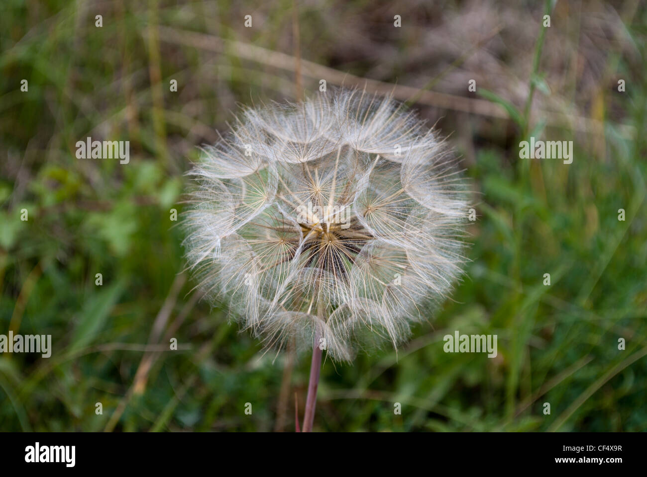 Goatsbeard seed head hi-res stock photography and images - Alamy