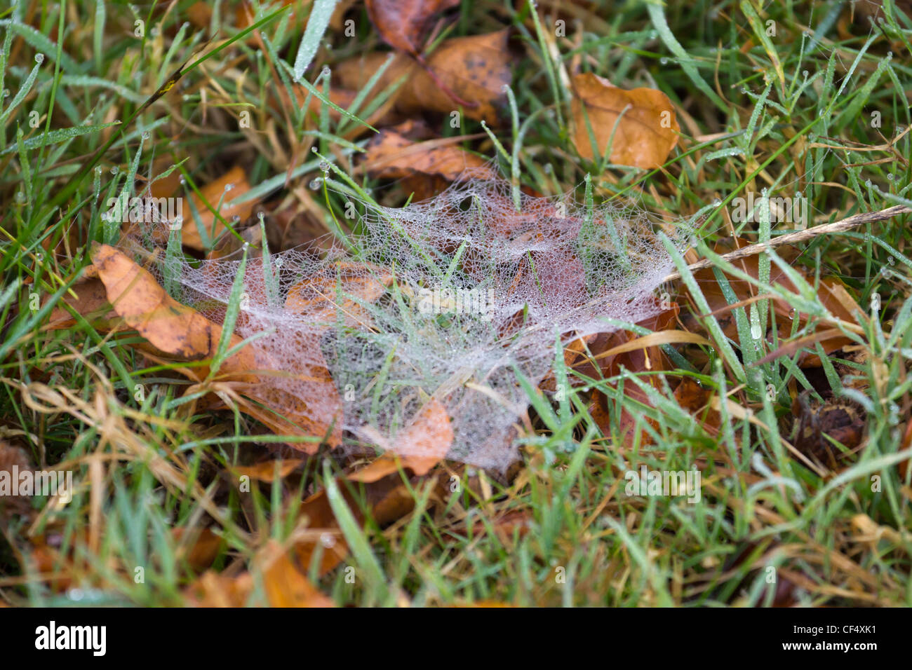 small cobweb covered in water droplets on the ground Derbyshire England ...