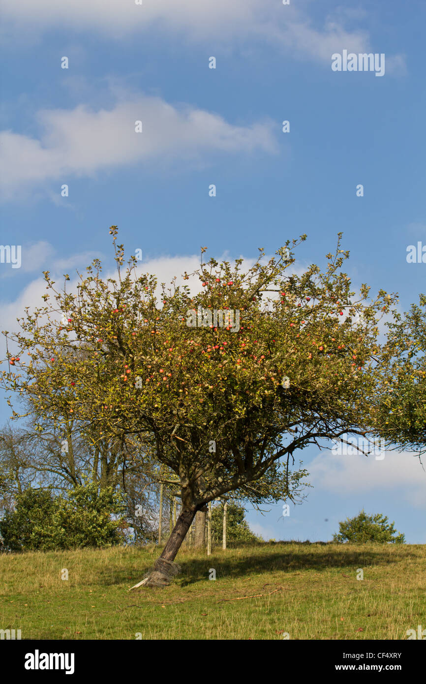 single wild apple tree growing in the Derbyshire countryside England ...