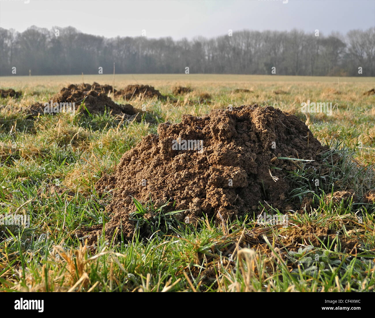 Mole tunnels hi-res stock photography and images - Alamy