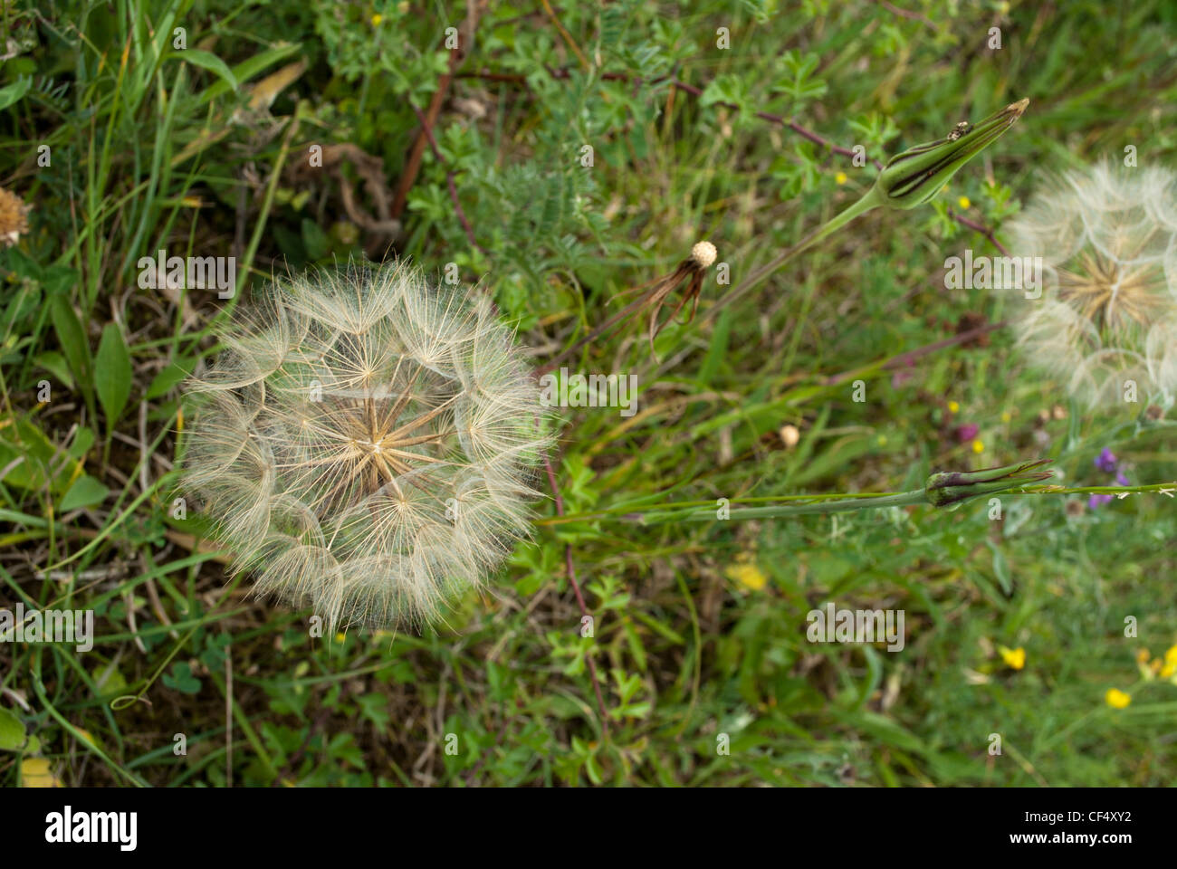 Two Salsify / goatsbeard seed heads Stock Photo - Alamy
