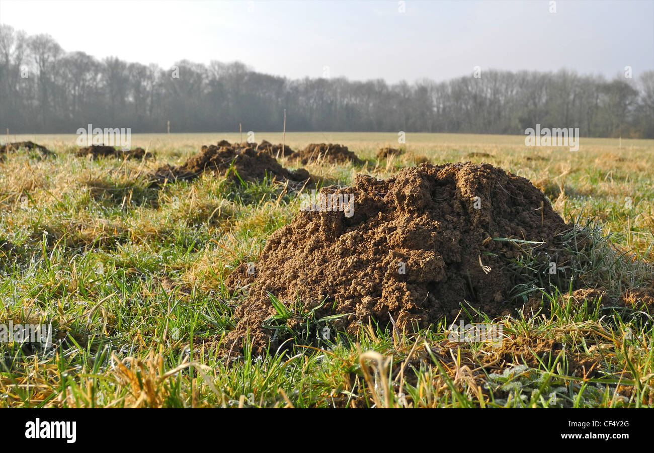 Moles molehill hi-res stock photography and images - Alamy