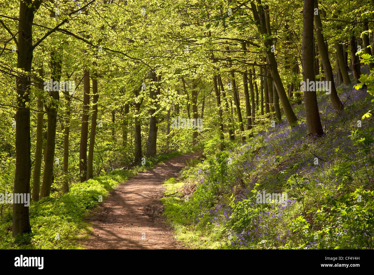 A path leading through Kildale Woods in North York Moors National Park ...