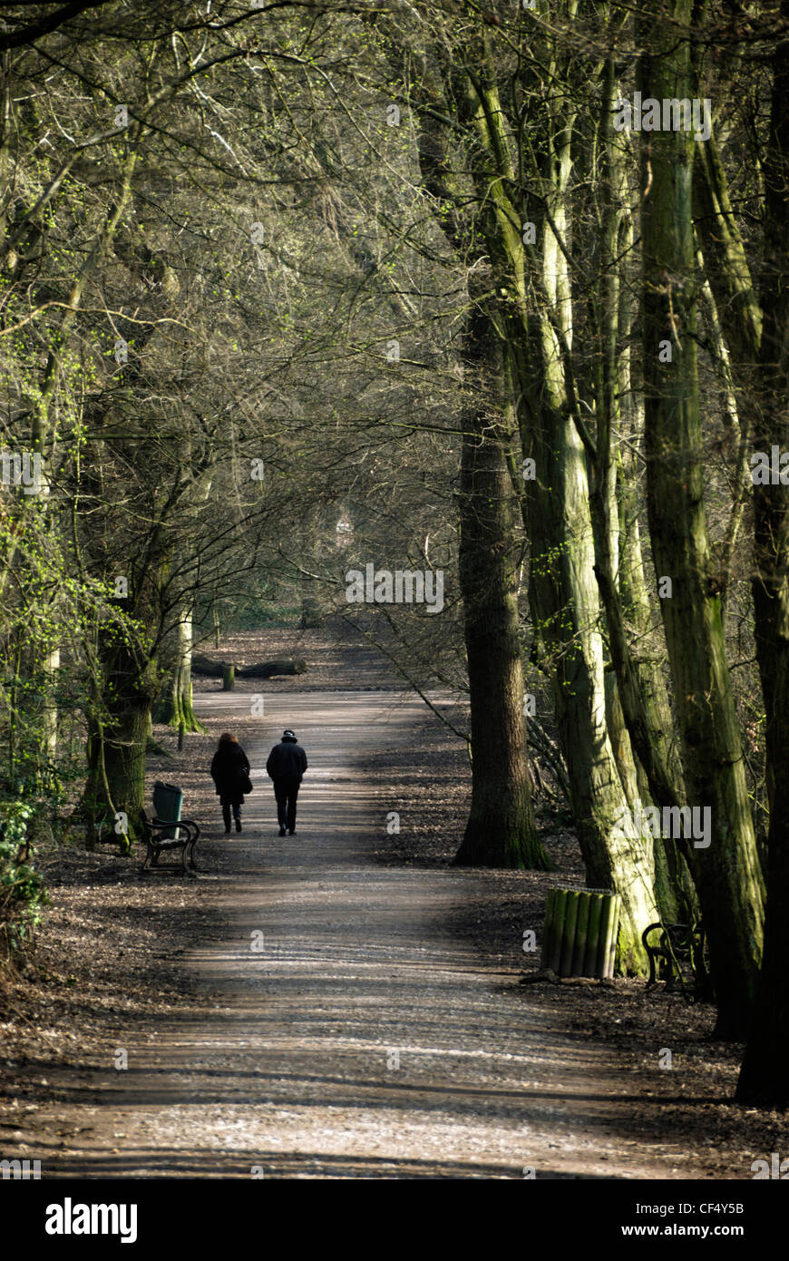 Tall trees along a walking path through the woods hi-res stock ...