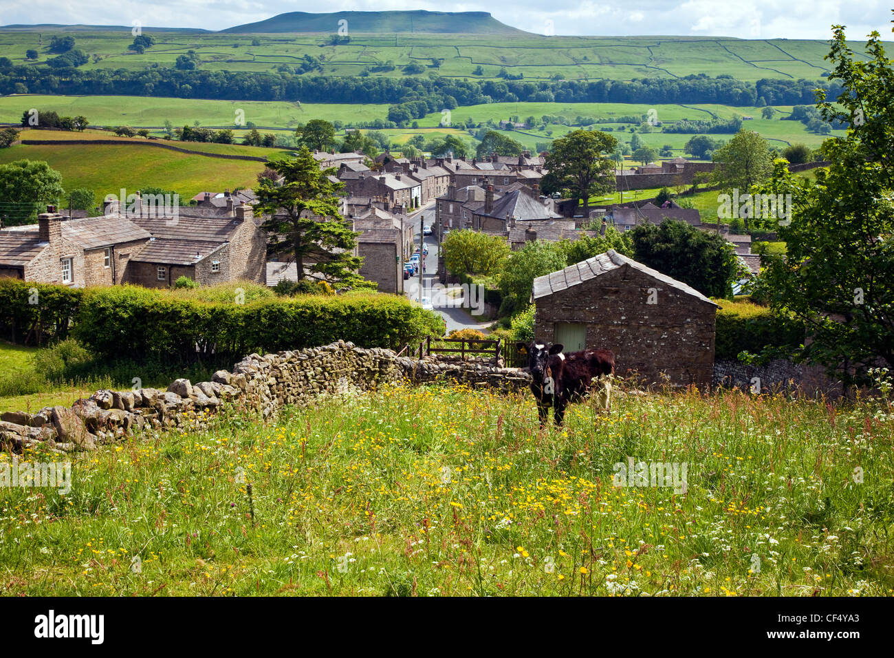 A cow grazing in pasture above Askrigg village, Wensleydale, in the ...