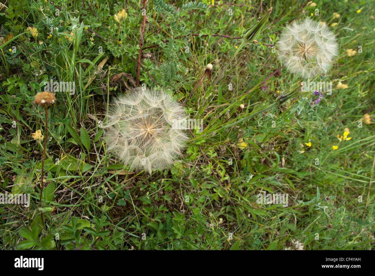 Two Salsify / goatsbeard seed heads Stock Photo - Alamy