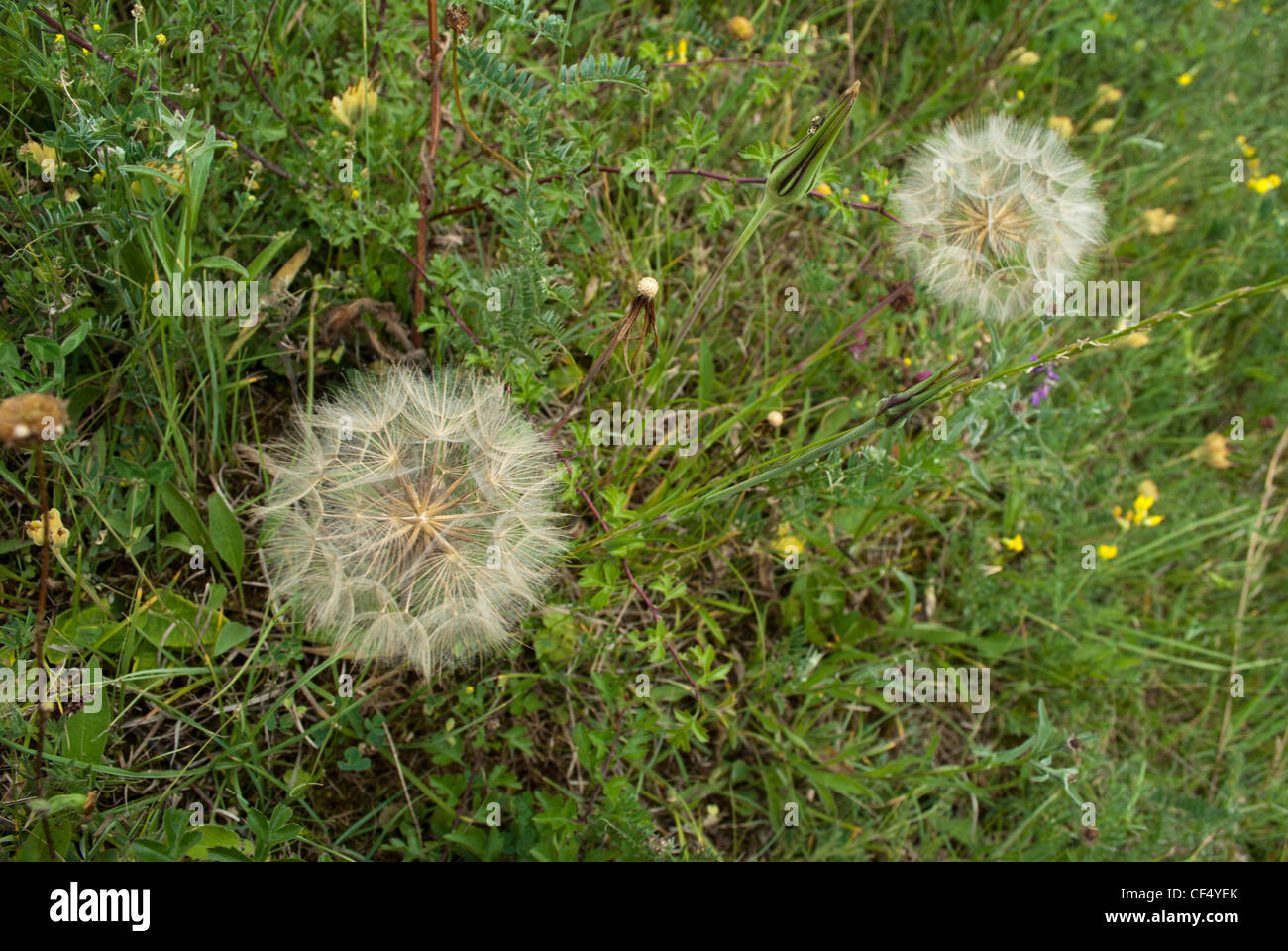 Seed of goatsbeard hi-res stock photography and images - Alamy