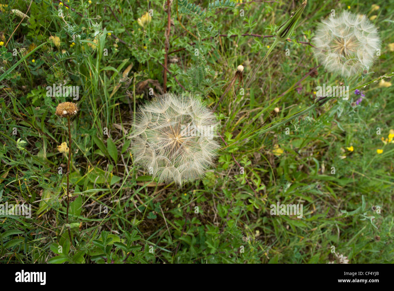 Two Salsify / goatsbeard seed heads Stock Photo - Alamy