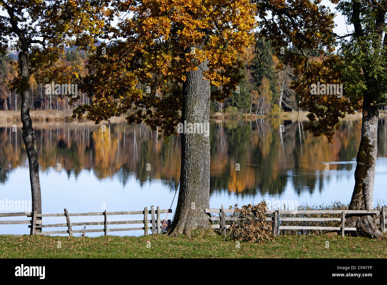 Germany, Upper Bavaria, View of birch trees and lake Stock Photo - Alamy