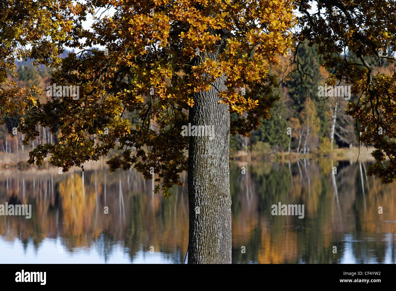 Germany, Upper Bavaria, View of birch trees and lake Stock Photo - Alamy