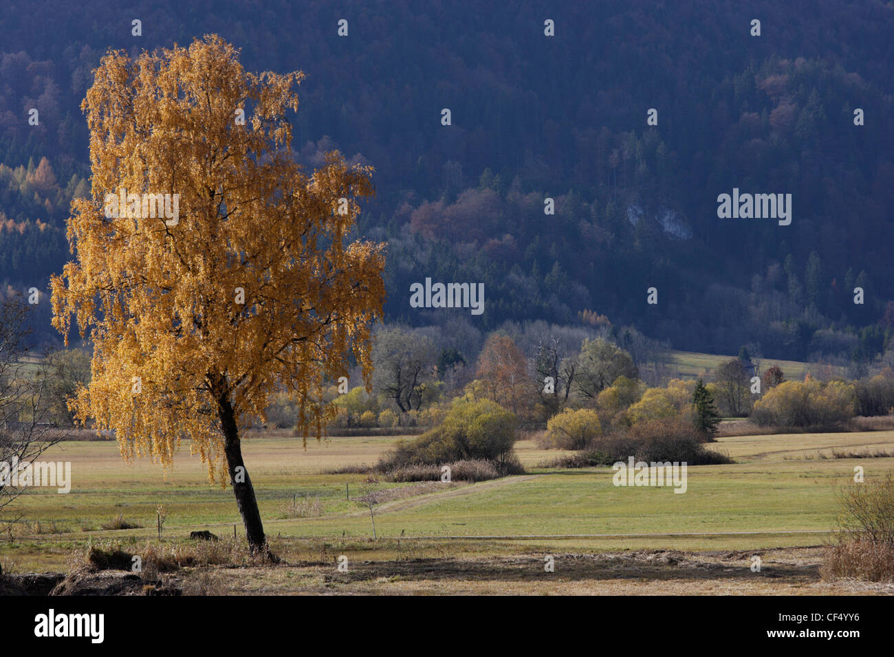 Germany, Upper Bavaria, View of trees Stock Photo - Alamy