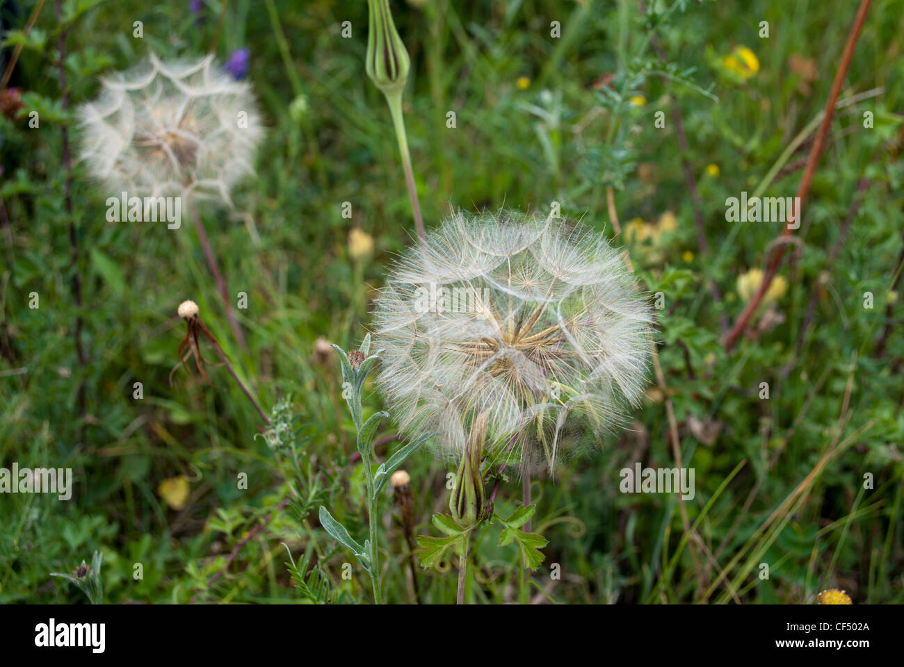Two Salsify / goatsbeard seed heads Stock Photo - Alamy