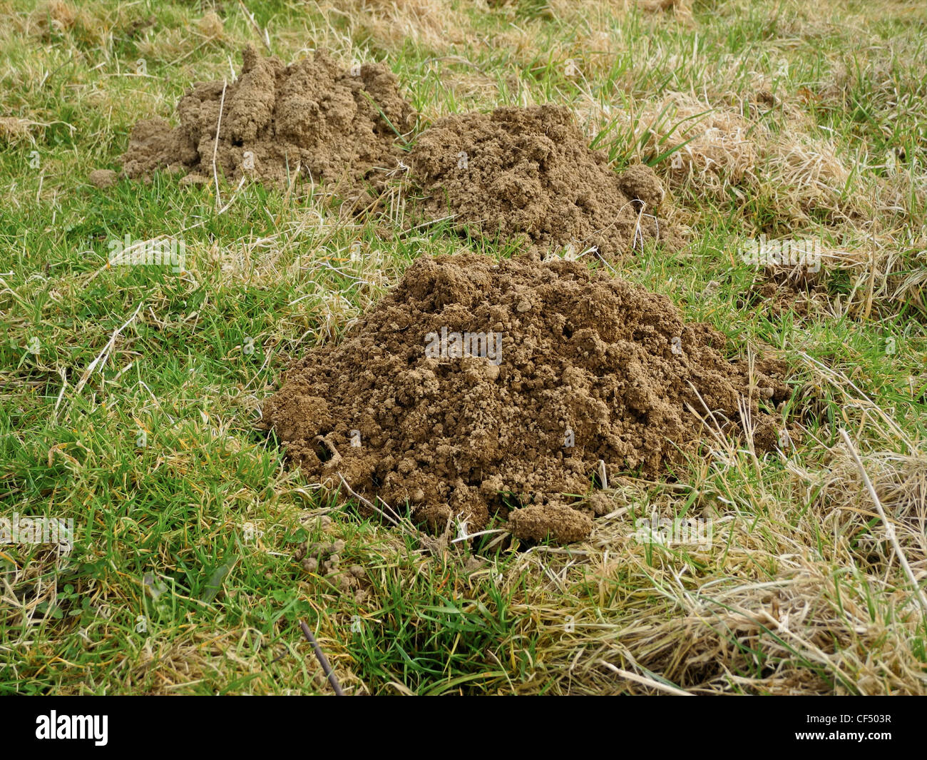 Mole tunnels hi-res stock photography and images - Alamy