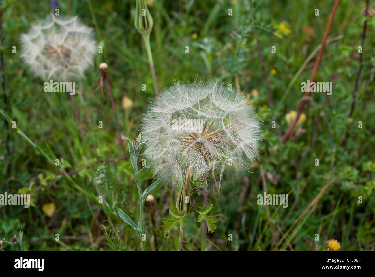 Two Salsify / goatsbeard seed heads Stock Photo - Alamy