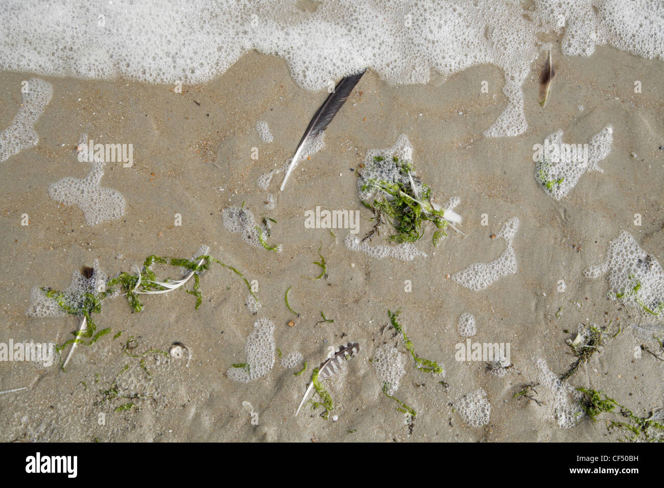 Netherlands, View of beach with feather and seaweed Stock Photo - Alamy