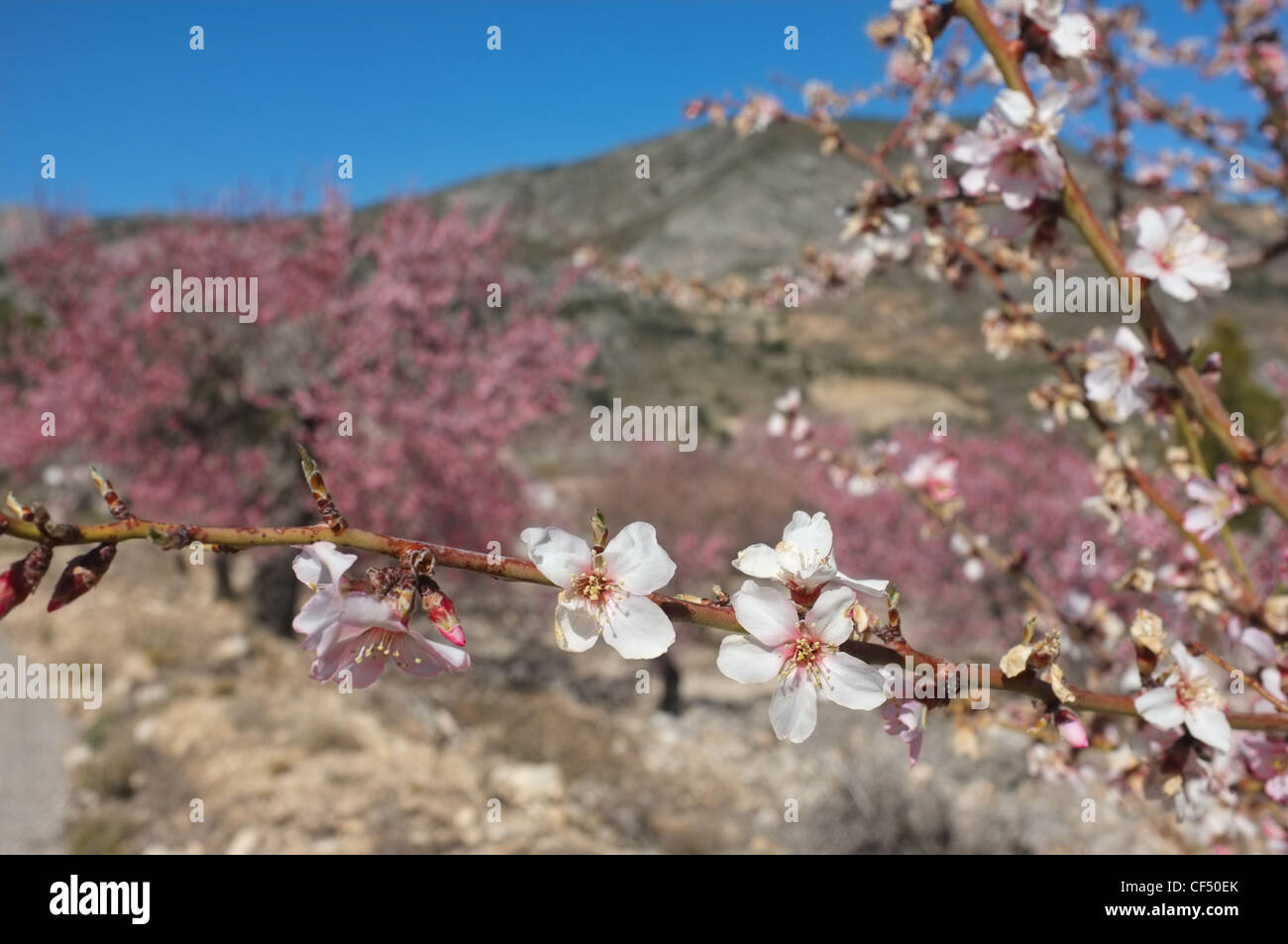 Flowering almond tree branch against the background of the grove Stock ...