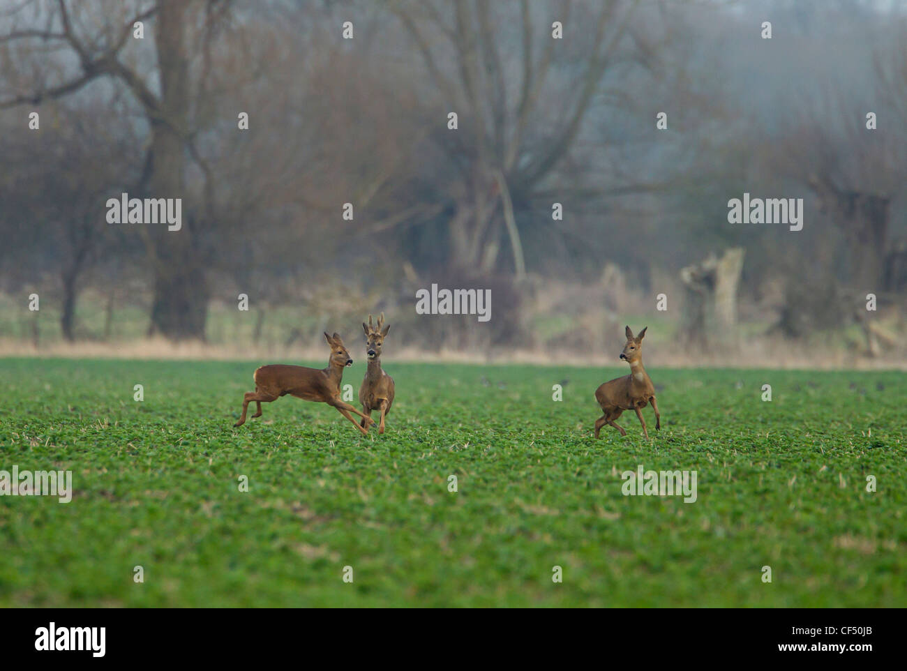 Roe Deer Capreolus capreolus looking alamed then running and leaping ...
