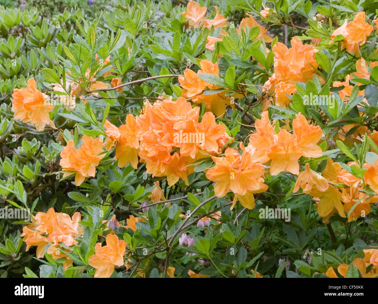 arden, Perth, Scotland The lovely Branklyn gardens in Perth (owned and ...