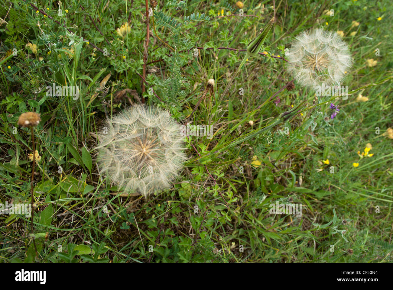 Two Salsify / goatsbeard seed heads Stock Photo - Alamy