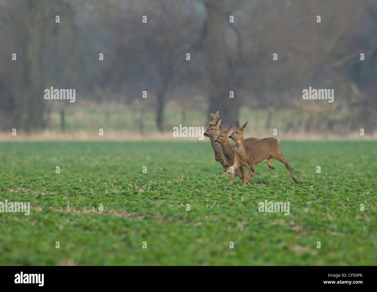 Roe Deer Capreolus capreolus looking alamed then running and leaping ...