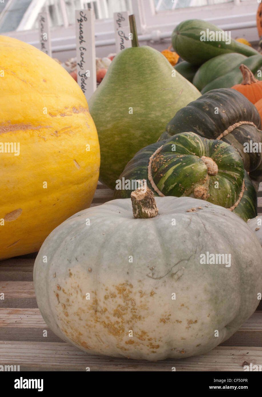 An array of pumpkins and squash, ready for Halloween Stock Photo - Alamy