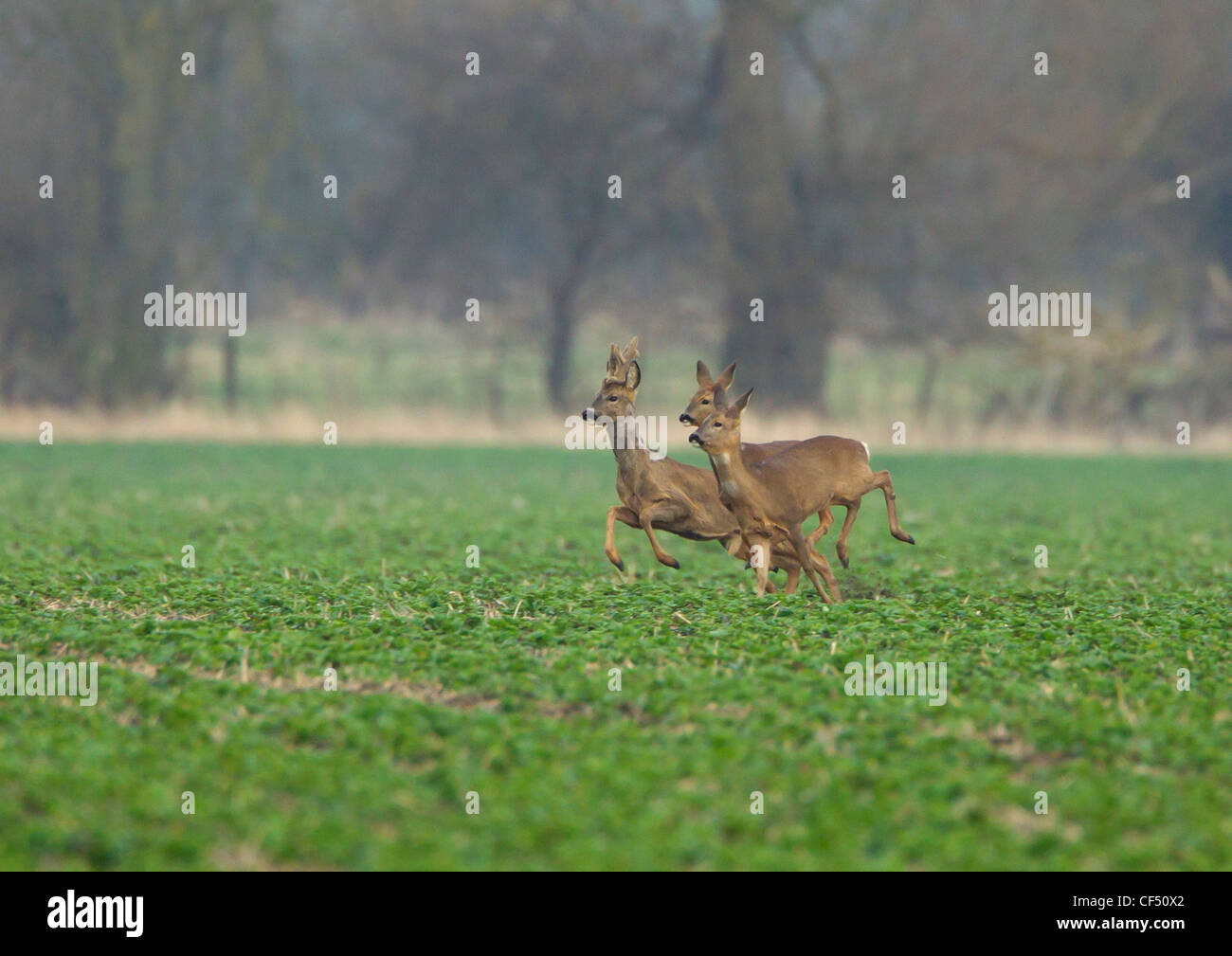 Roe Deer Capreolus capreolus looking alamed then running and leaping ...