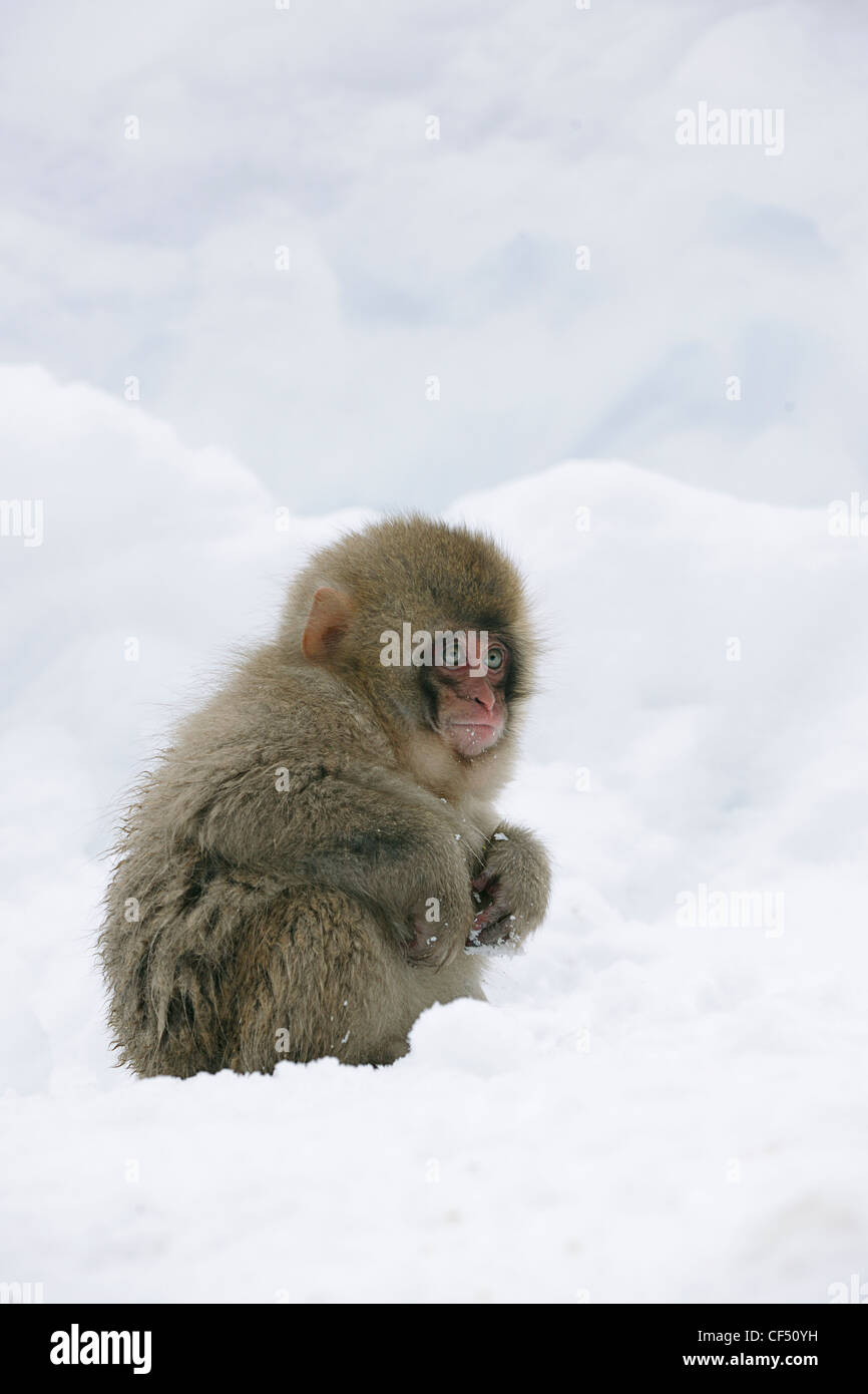 Japanese Macaque ( Snow Monkey ) Japan Stock Photo - Alamy