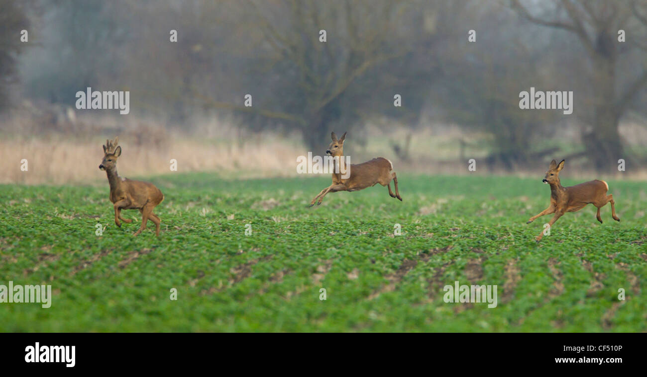 Roe Deer Capreolus capreolus looking alamed then running and leaping ...