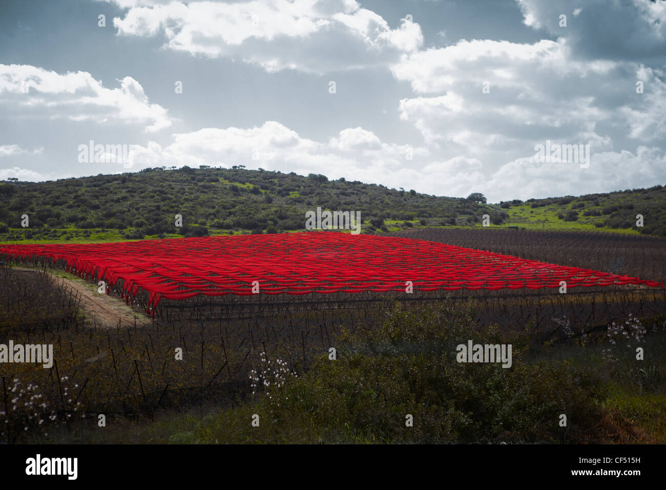 Israel, View of crop field covered with red cloth Stock Photo - Alamy