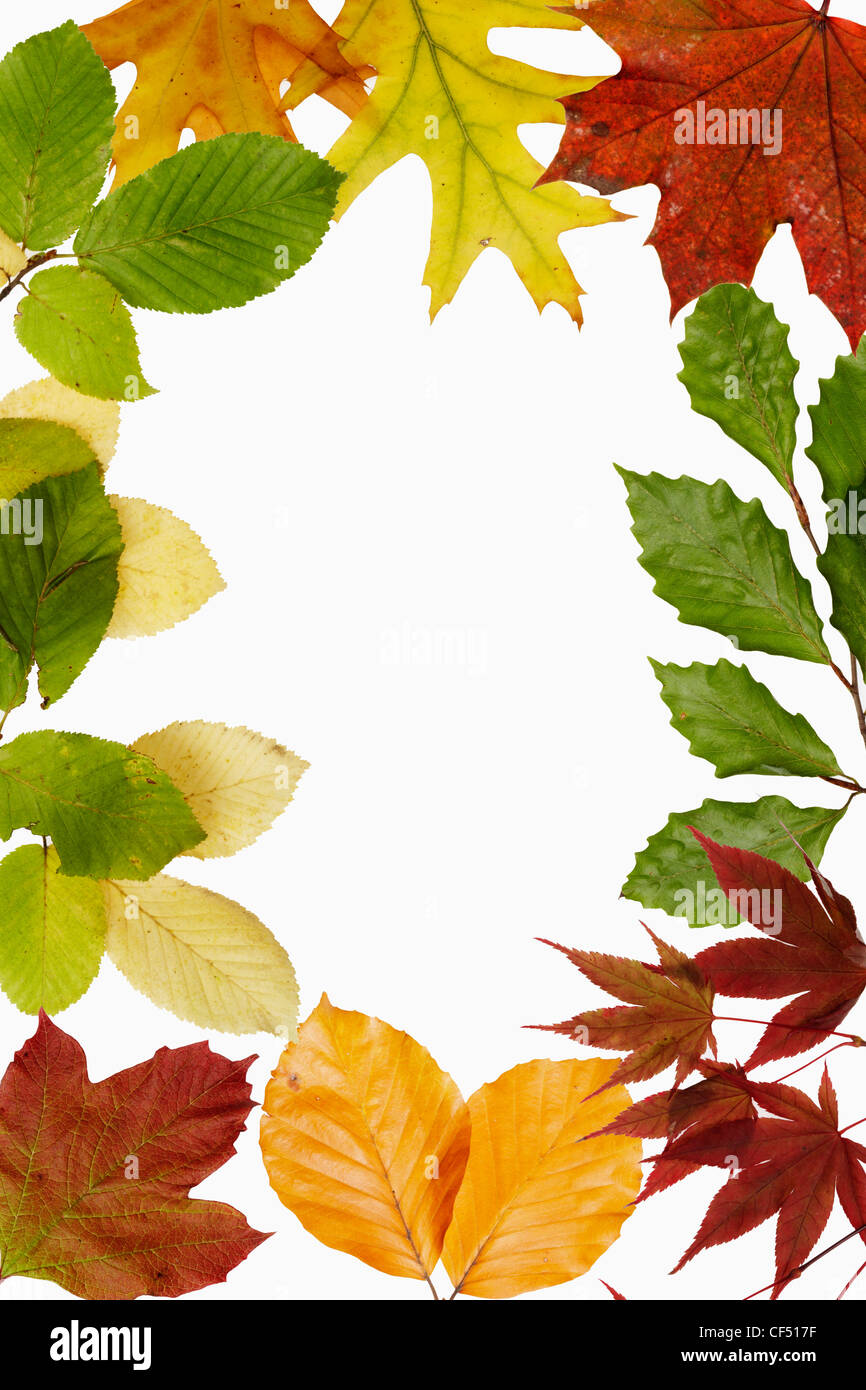 Collage leaves hi-res stock photography and images - Alamy