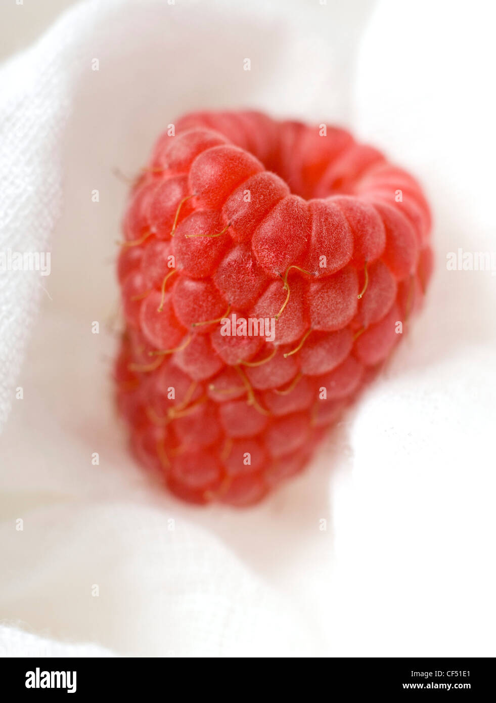 Close up of a single fresh raspberry on a white background Stock Photo ...