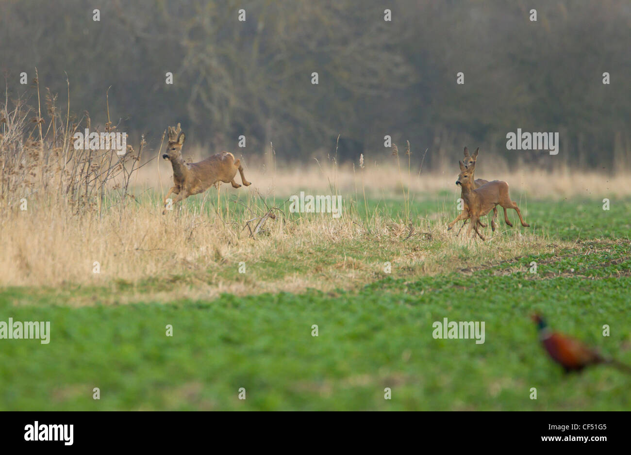 Roe Deer Capreolus capreolus looking alamed then running and leaping ...