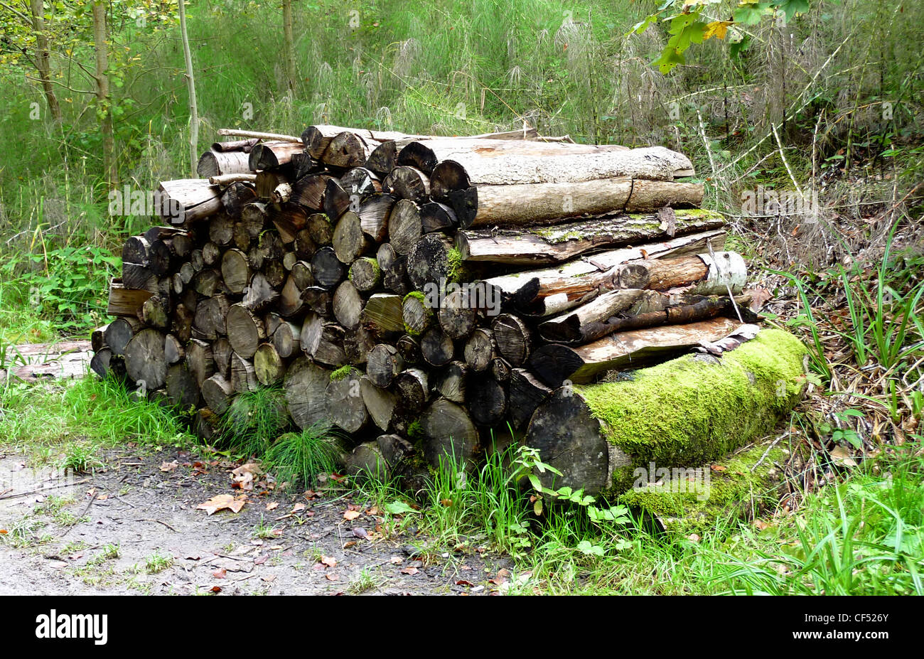 Many cut trunks laying on the ground in forest Stock Photo - Alamy