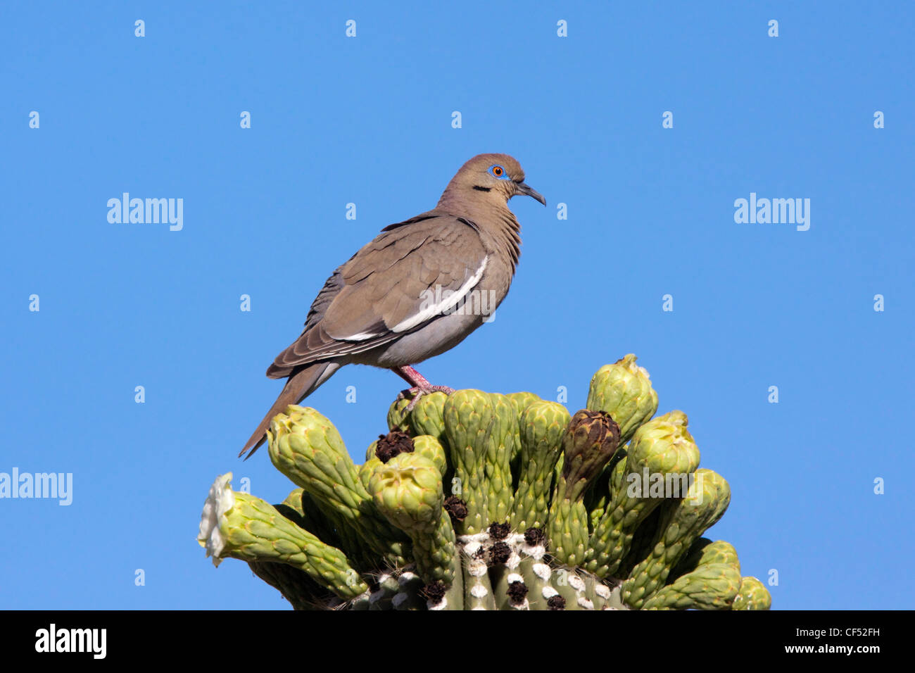 White-winged Dove Zenaida asiatica Tucson, Pima Co., ARIZONA, United ...