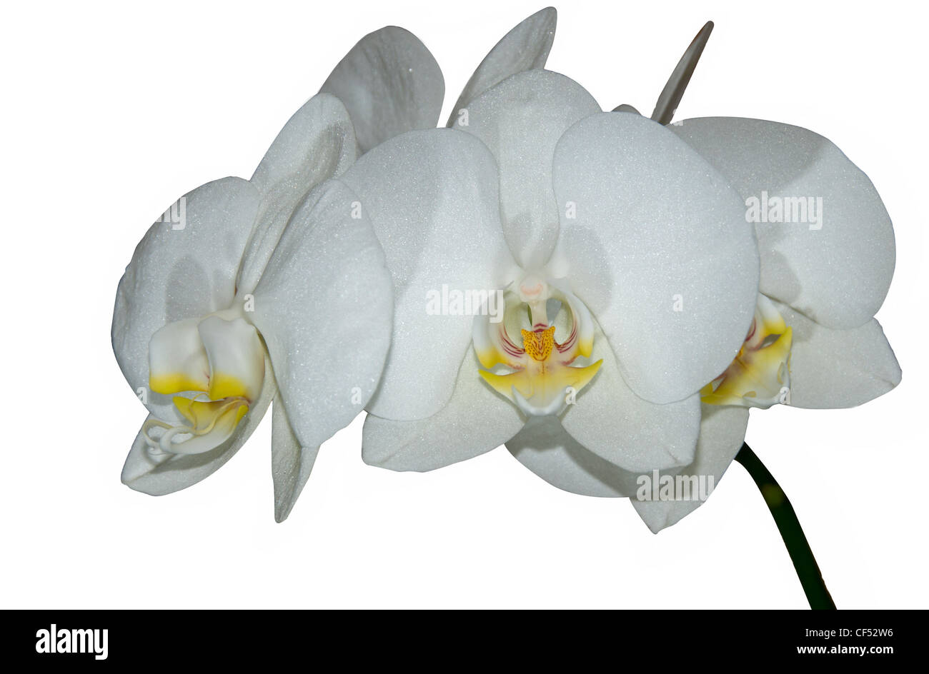 One white orchid flower Cut Out Stock Images & Pictures - Alamy