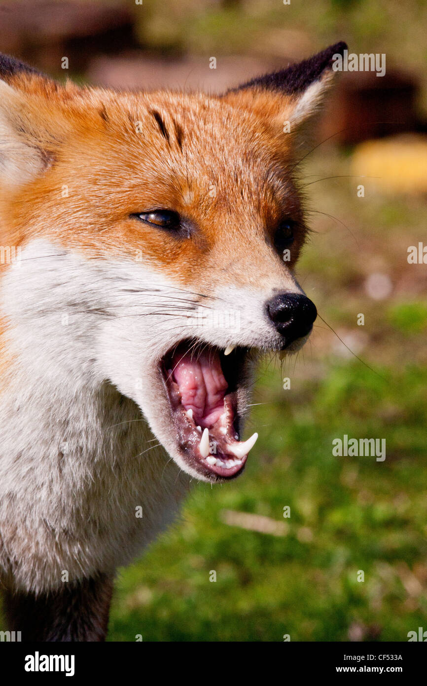 Vulpes vulpes red fox snarling hi-res stock photography and images - Alamy